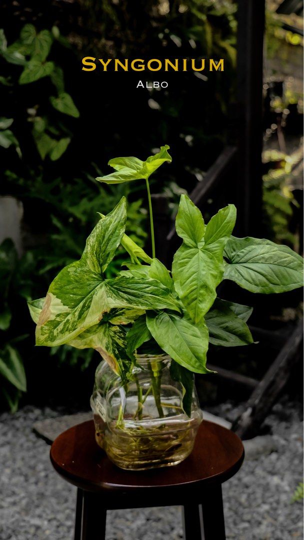 Syngonium Albo Cutting With Root, Furniture & Home Living, Gardening ...