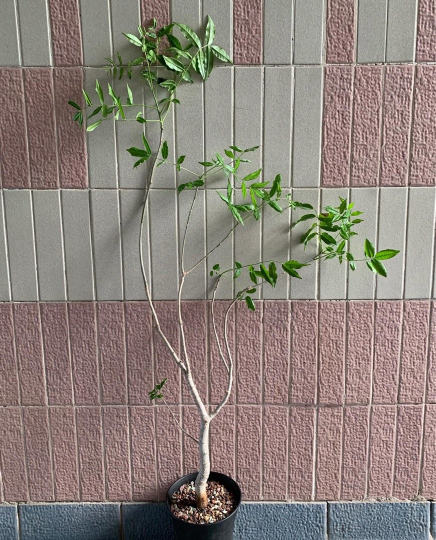 馬尚迪/麻氏沒藥橄欖 Commiphora marchandii , 傢俬＆家居, 園藝, 土壤和肥料 - Carousell