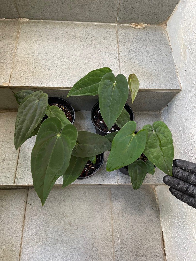 Anthurium Papillilaminum Guna Yala, Furniture & Home Living, Gardening ...
