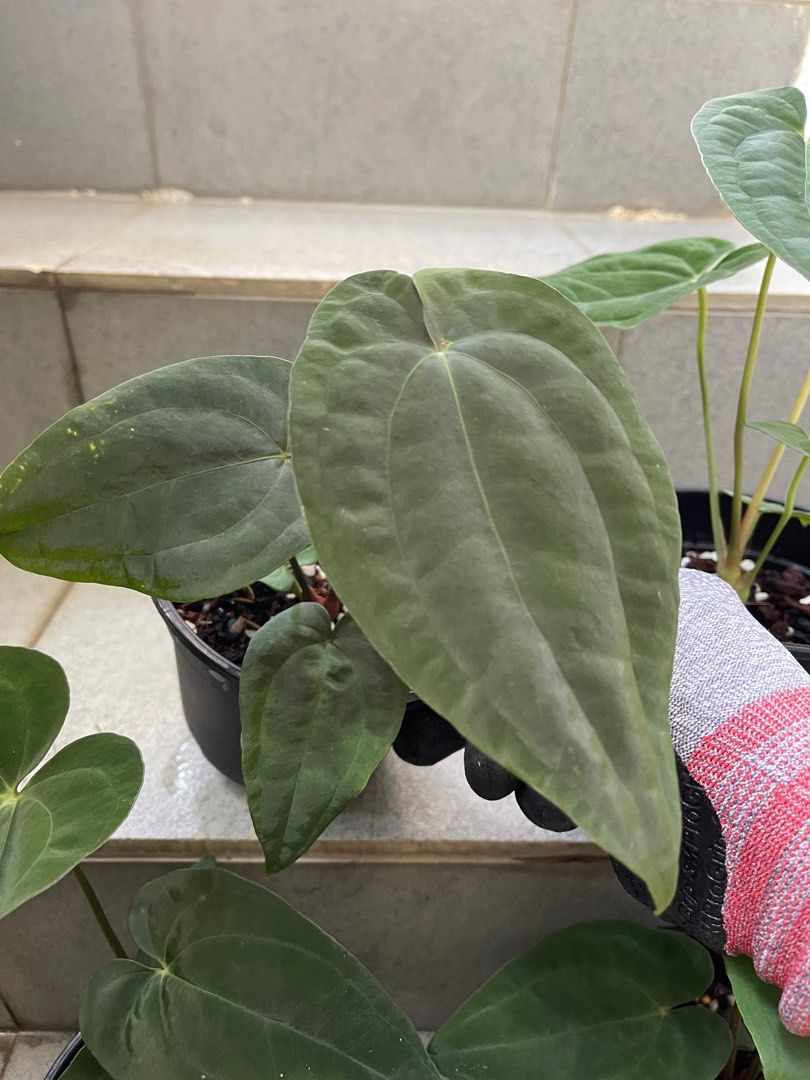 Anthurium Papillilaminum Guna Yala, Furniture & Home Living, Gardening ...