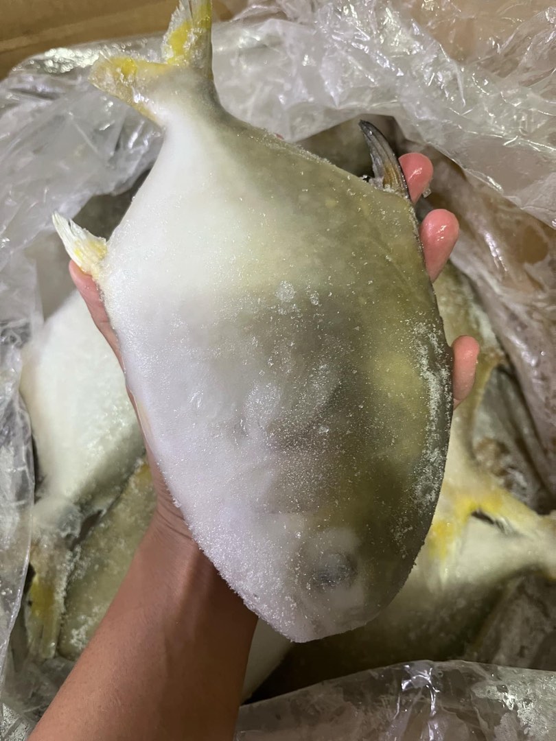 Golden Pampano, Food & Drinks, Chilled & Frozen Food on Carousell