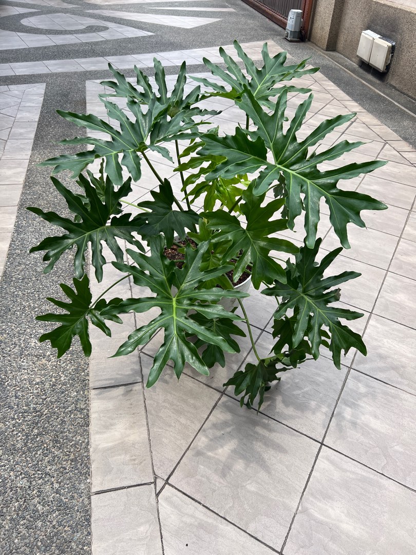 Philodendron Selloum / Selloum/ Big plant / big philodendron / big ...