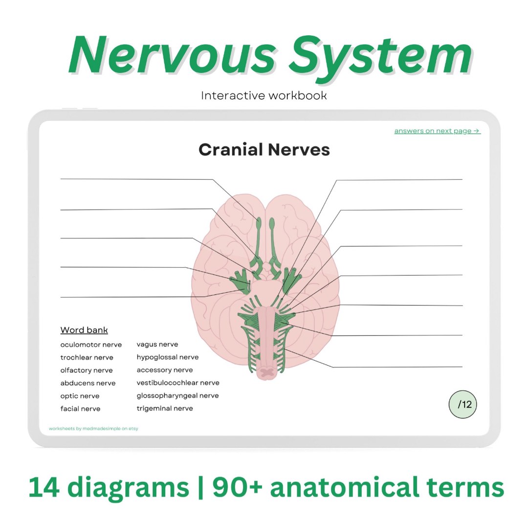 Human Anatomy & Physiology Nervous System Workbook & Flashcards ...