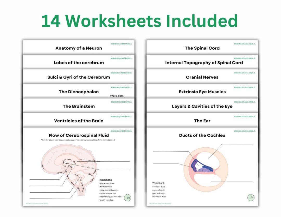 Human Anatomy & Physiology Nervous System Workbook & Flashcards ...