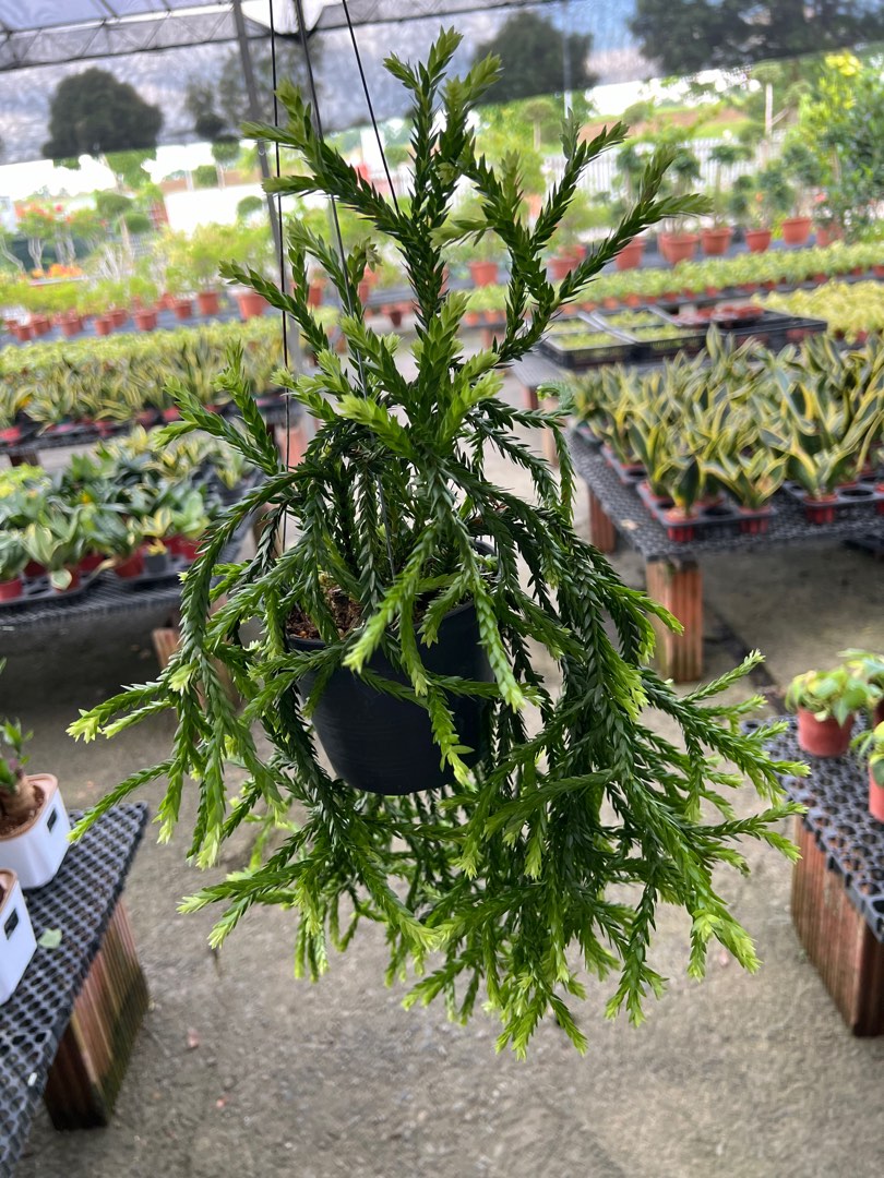 Lycopodium | Huperzia Triangle Satun, Furniture & Home Living, Gardening, Plants & Seeds on ...