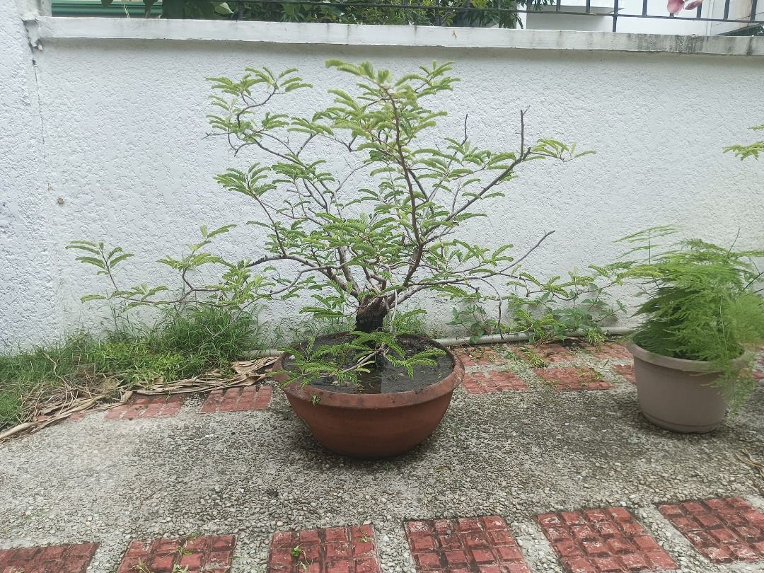 20 plus year old bonsa, Furniture & Home Living, Gardening, Plants ...