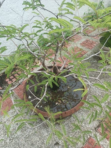 20 plus year old bonsa, Furniture & Home Living, Gardening, Plants & Seeds on Carousell