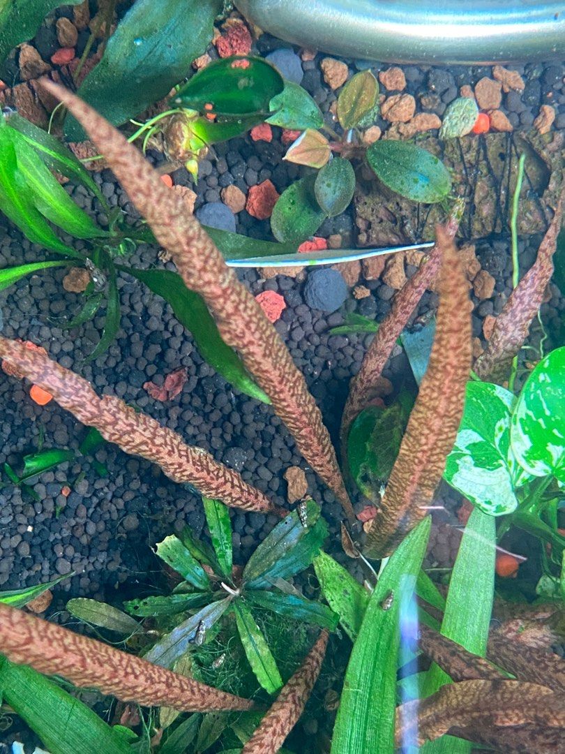 crypt spiralis tiger