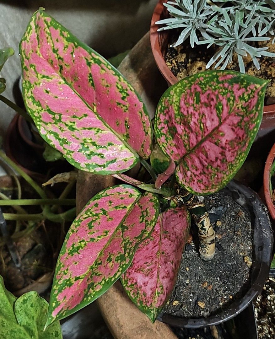 Agalonema Ruby Ray plants, Furniture & Home Living, Gardening, Plants ...