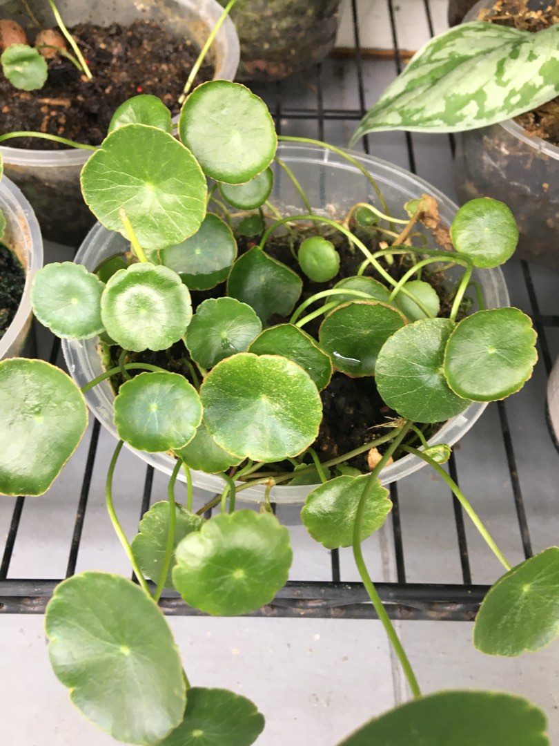 Lucky Copper Coin plant, Furniture & Home Living, Gardening, Plants ...