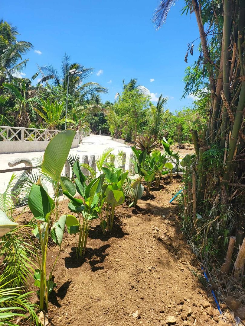 Farm lot for sale with fruits bearing and cold weather Cavite, Property ...