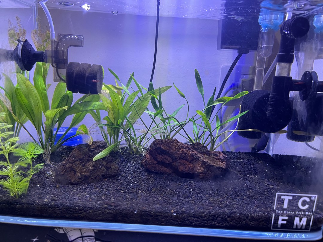 LOW IRON TANKS, Pet Supplies, Pet Food on Carousell