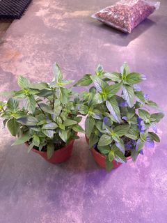Short Thai Basil, Sweet Basil Cuttings. Rooted. Stems Seeds Seedlings ...