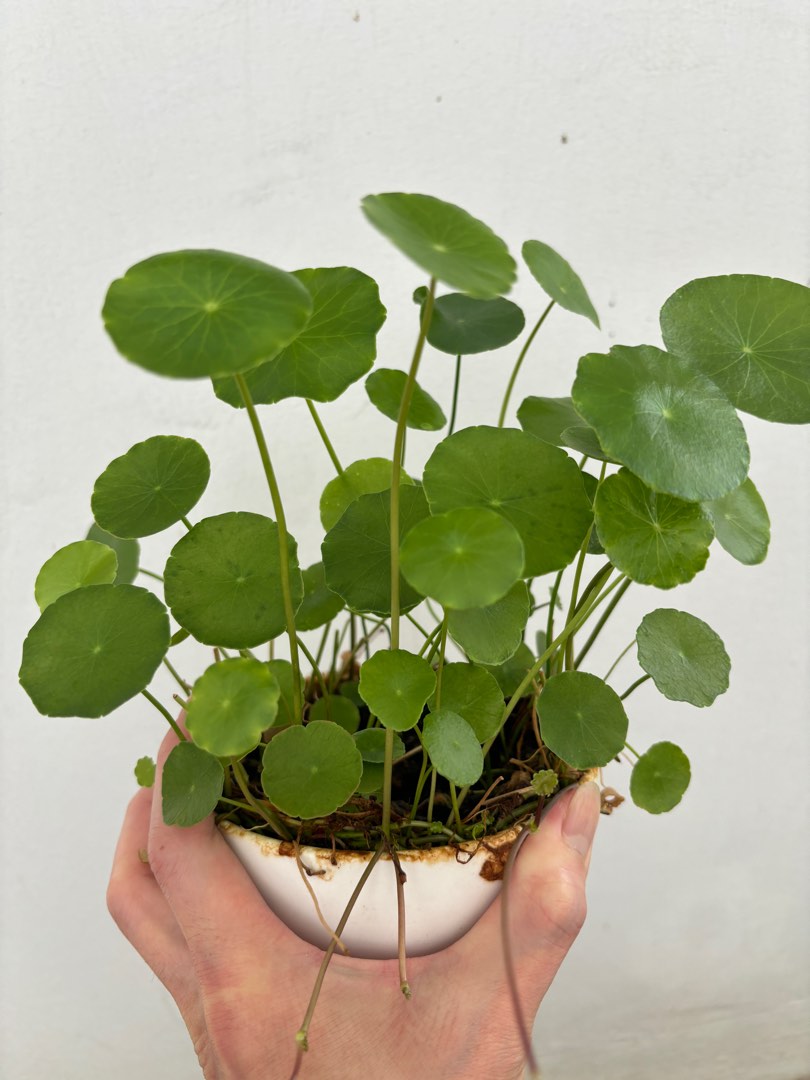 Lucky copper coin plants, Furniture & Home Living, Gardening, Plants ...