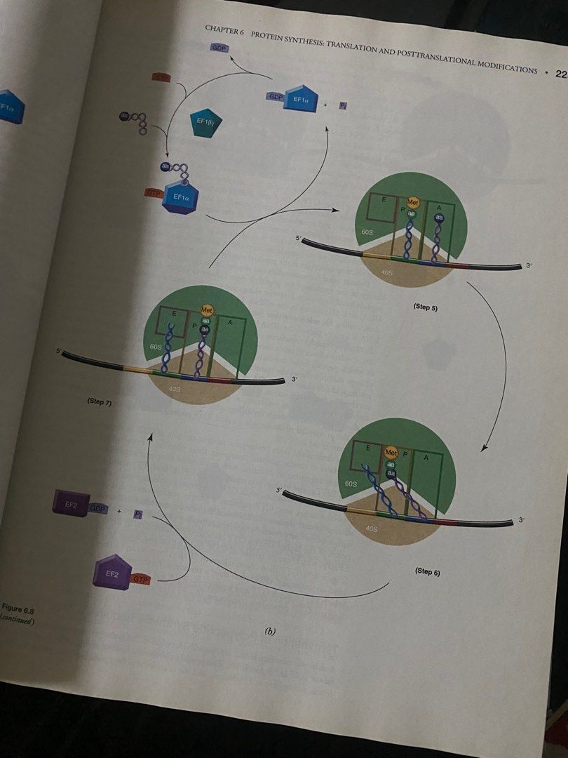 Original Textbook of Biochemistry with Clinical Correlations by Thomas ...