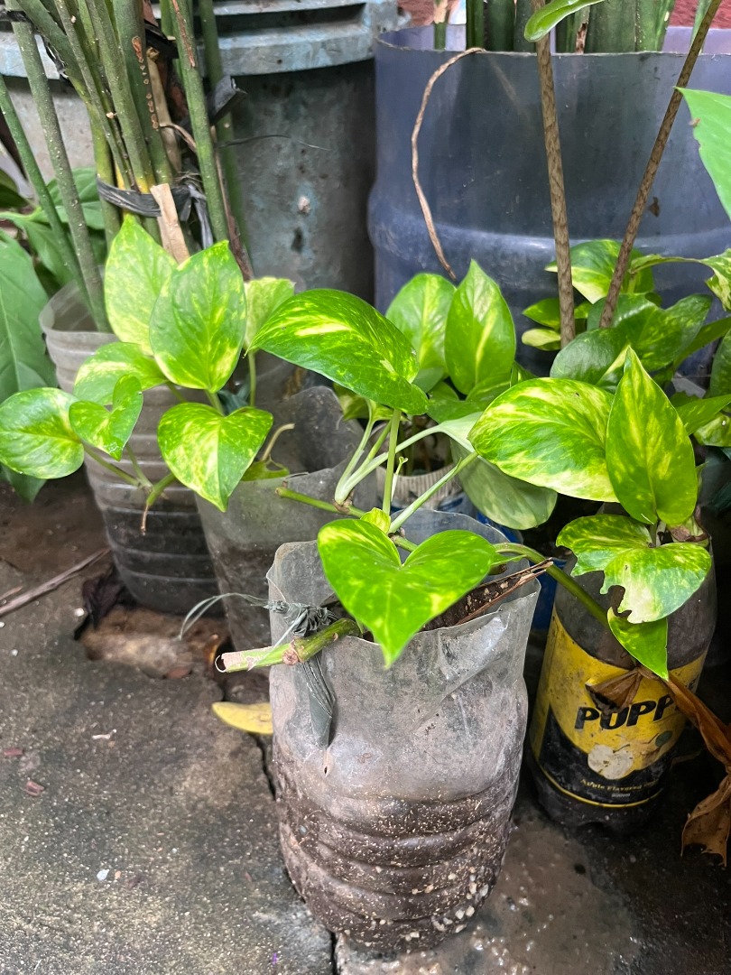 Live Pothos Plant, Furniture & Home Living, Gardening, Plants & Seeds ...