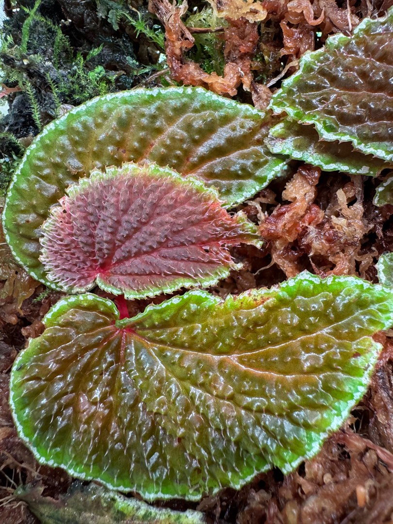 Begonia ruthiae terrarium paludarium jungle plant, Furniture & Home ...