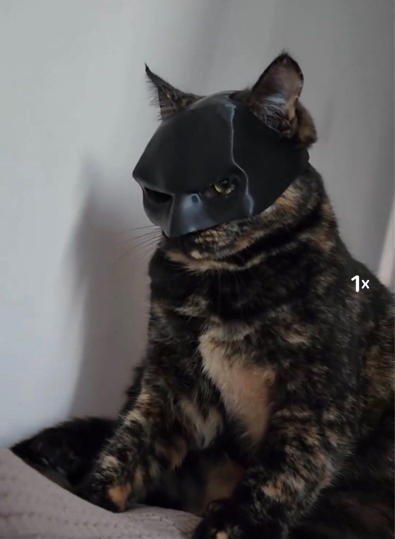 Cat mask the dark knight, Pet Supplies, Homes & Other Pet Accessories ...