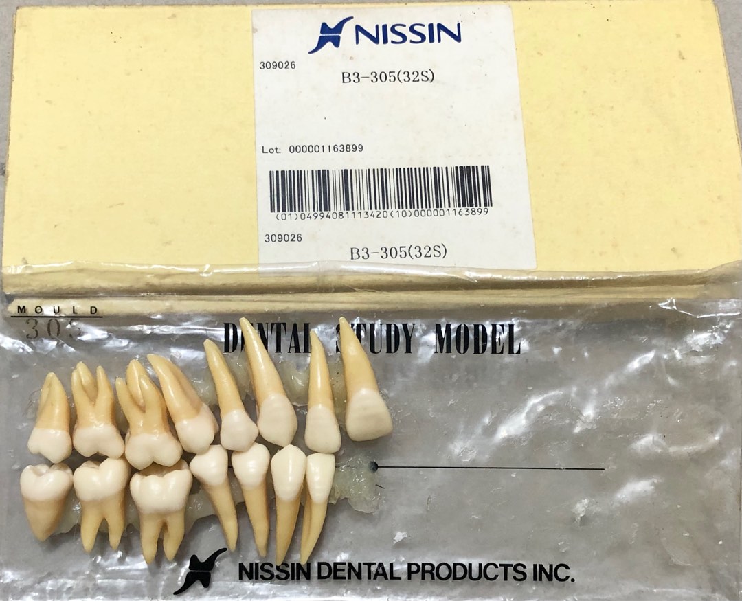 Nissin Dental Model Oral Anatomy Half Arch, Health & Nutrition, Medical ...
