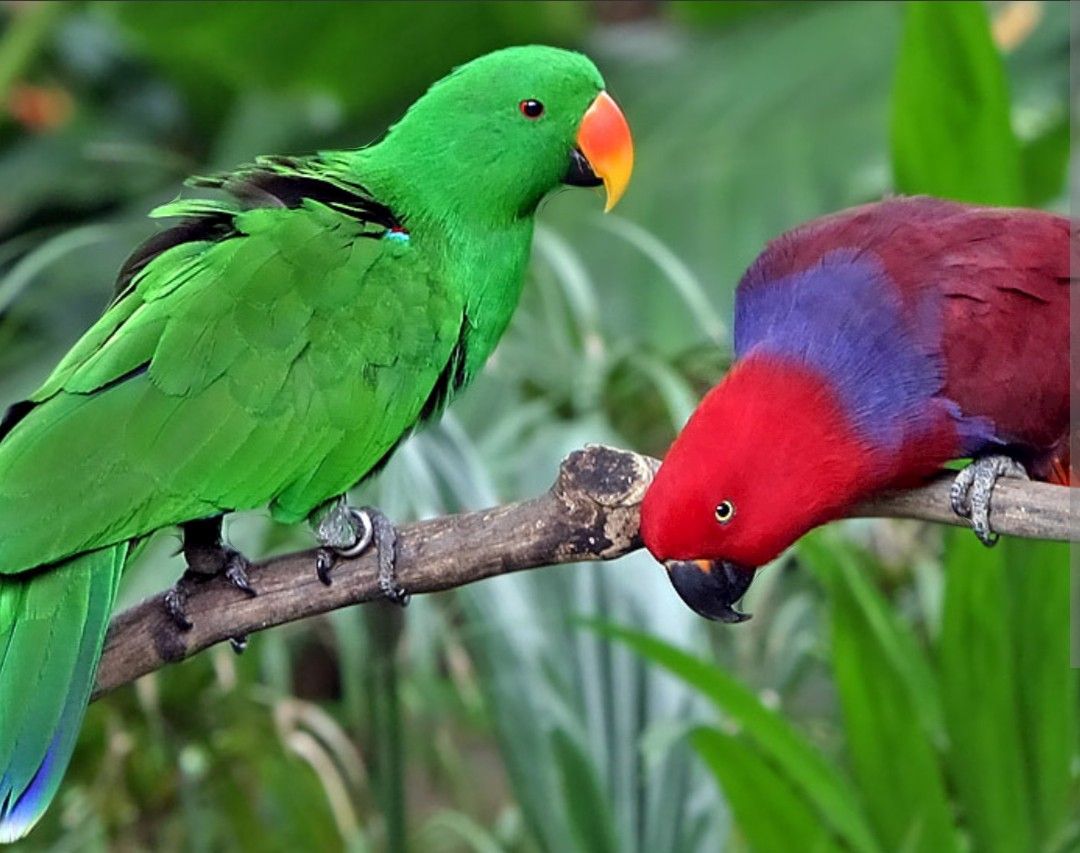 Parrot/bird boarding/sitting services while you holiday, Pet Supplies ...