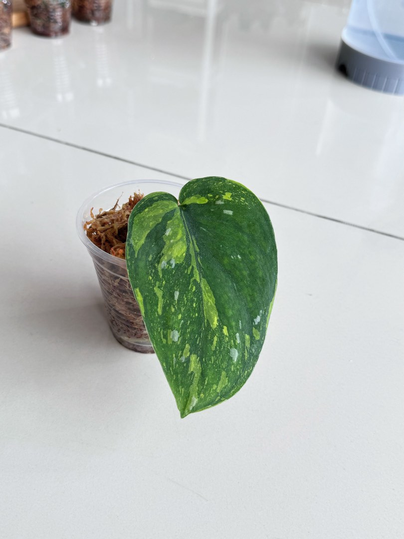 Scindapsus Baticon, Furniture & Home Living, Gardening, Plants & Seeds ...