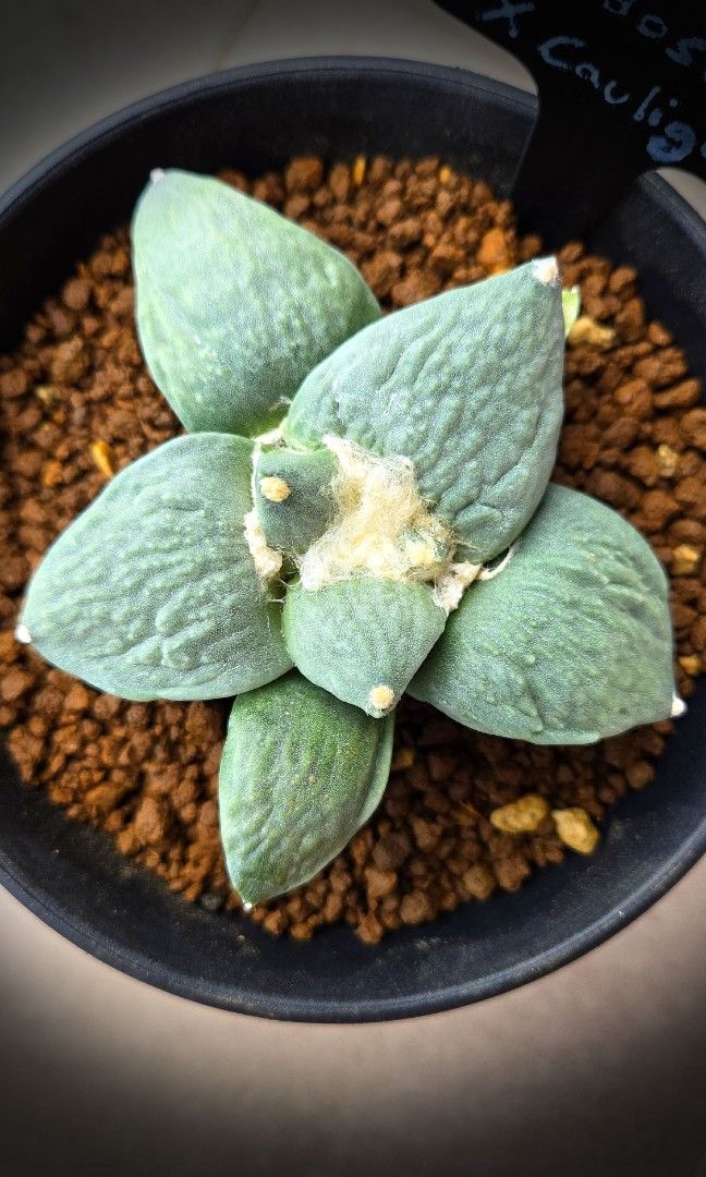 Ariocarpus Frumdosus X Cauligod - Seed Grown, Furniture & Home Living ...