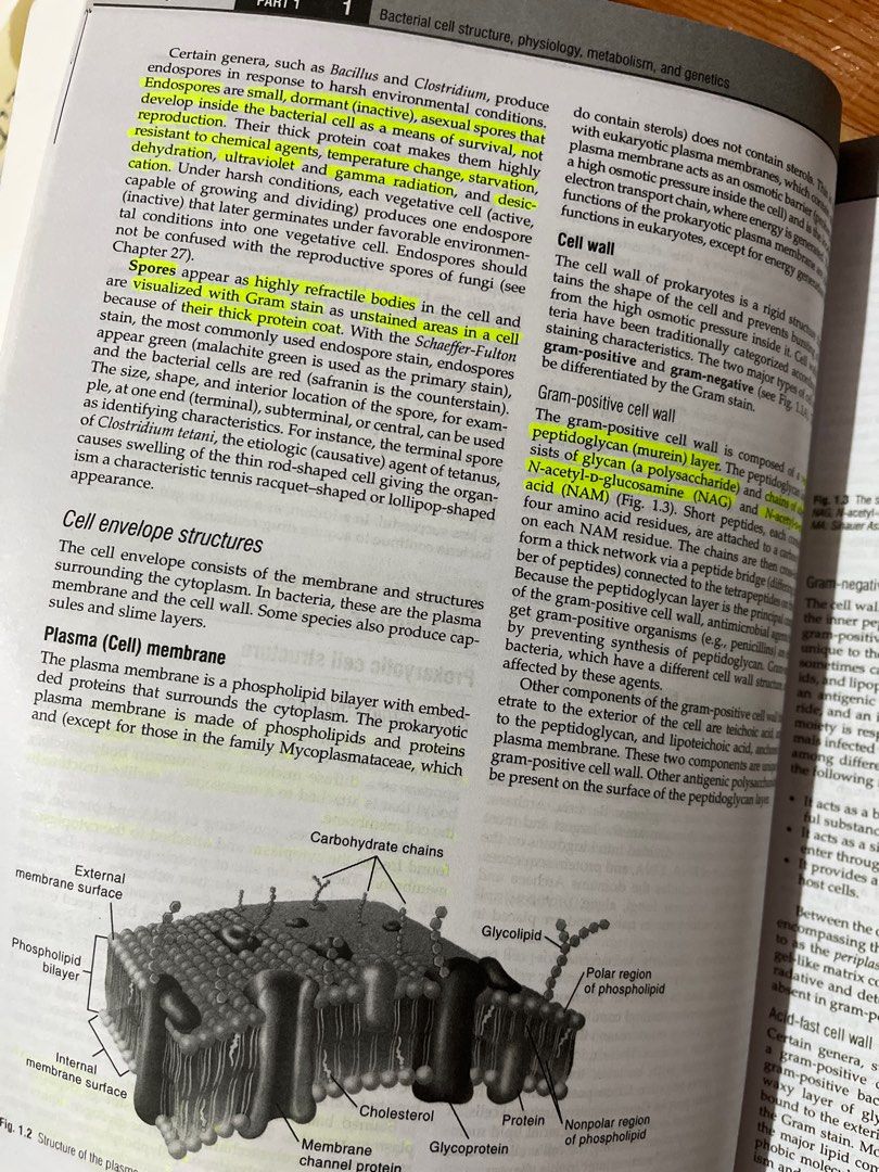 Diagnostic Microbiology (7th Edition) Connie Mahon and Donald Lehman ...
