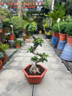 Ficus Ginseng Bonsai with Oval Shape Pot, Furniture & Home Living ...