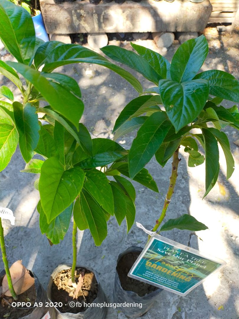 🚚 NCR CALABARZON ☘️🥑 AVOCADO CARDINAL GRAFTED STABLE AND ROOTED 🏡 ...
