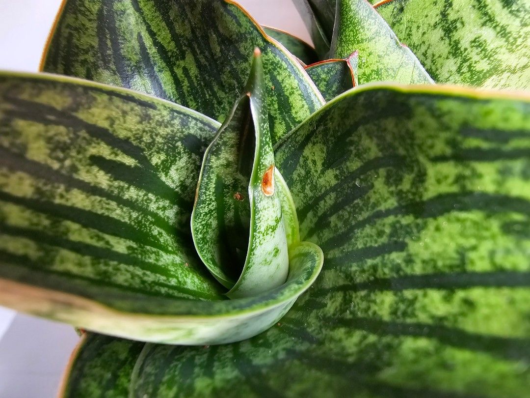 Sansevieria Lisa Hybrid (uncommon), Furniture & Home Living, Gardening ...