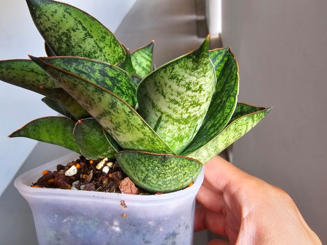 Sansevieria Lisa Hybrid (uncommon), Furniture & Home Living, Gardening ...