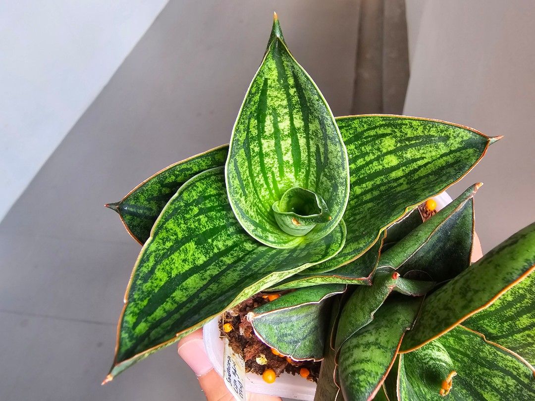 Sansevieria Lisa Hybrid (uncommon), Furniture & Home Living, Gardening ...