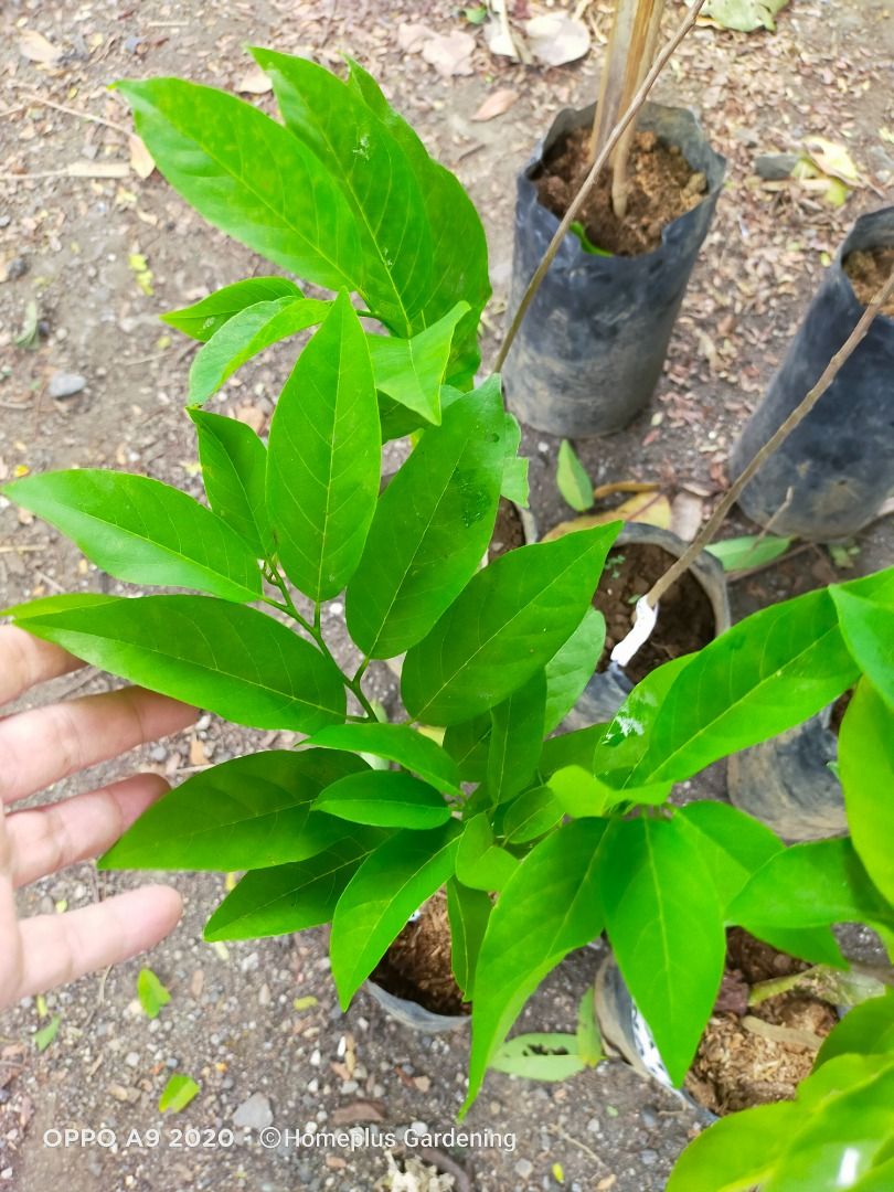 🚚 NCR CALABARZON 🍃🍃 ATIS SEEDLESS SEEDLING ROOTED AND STABLE 🏡 HOMEPLUS ...