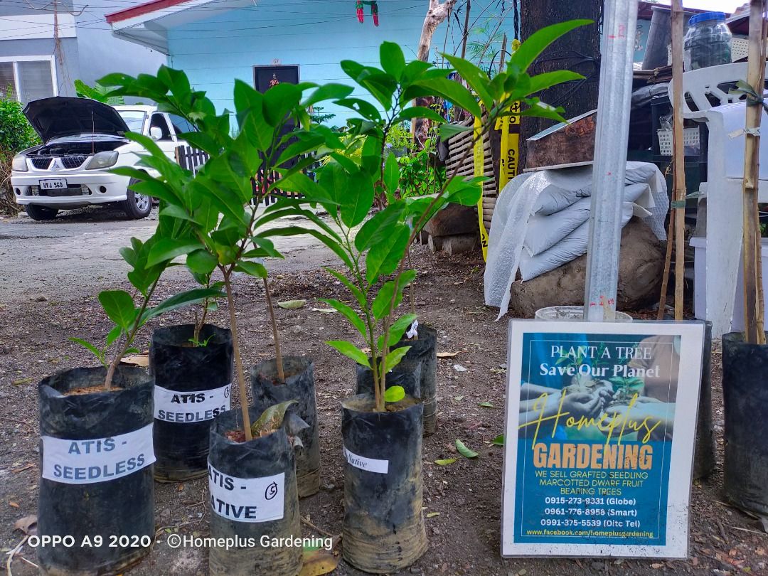 🚚 NCR CALABARZON 🍃🍃 ATIS SEEDLESS SEEDLING ROOTED AND STABLE 🏡 HOMEPLUS ...