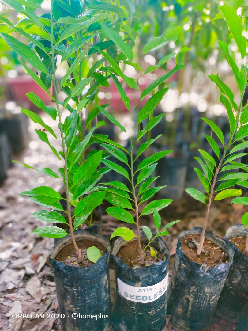 🚚 NCR CALABARZON 🍃🍃 ATIS SEEDLESS SEEDLING ROOTED AND STABLE 🏡 HOMEPLUS ...