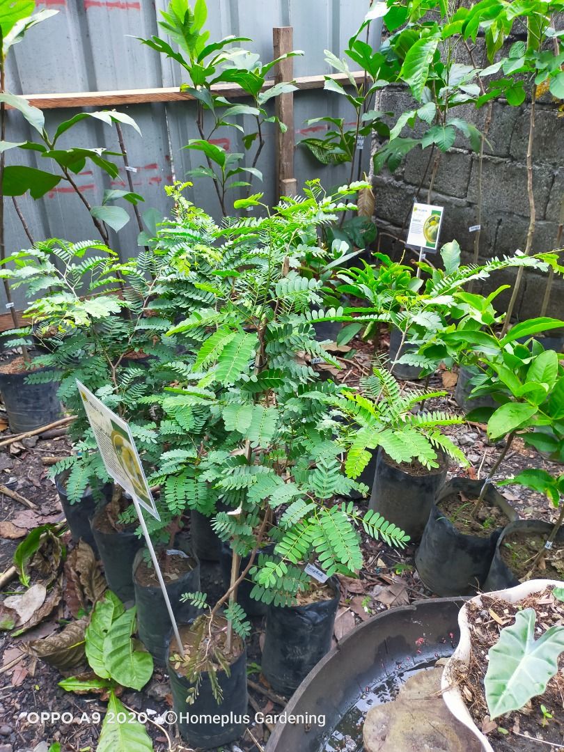 🚚 NCR CALABARZON 🍃🌿 SAMPALOK SAMPALOC SWEET TAMARIND GRAFTED STABLE ...