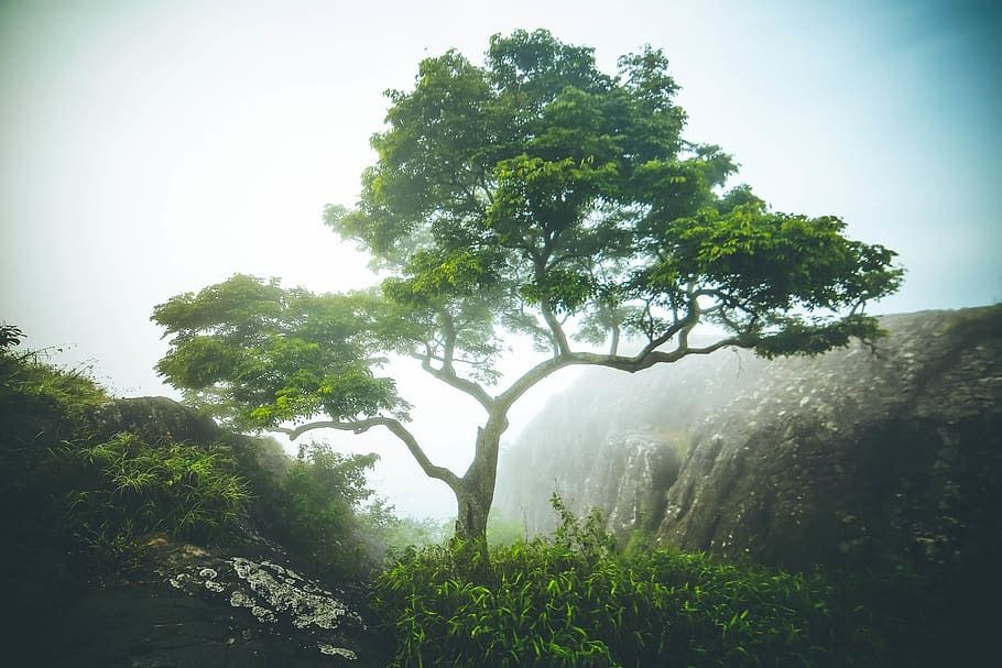 6 days 5 night Kerala Cochin Kozhikode Wayanad Tour Package, Tickets ...