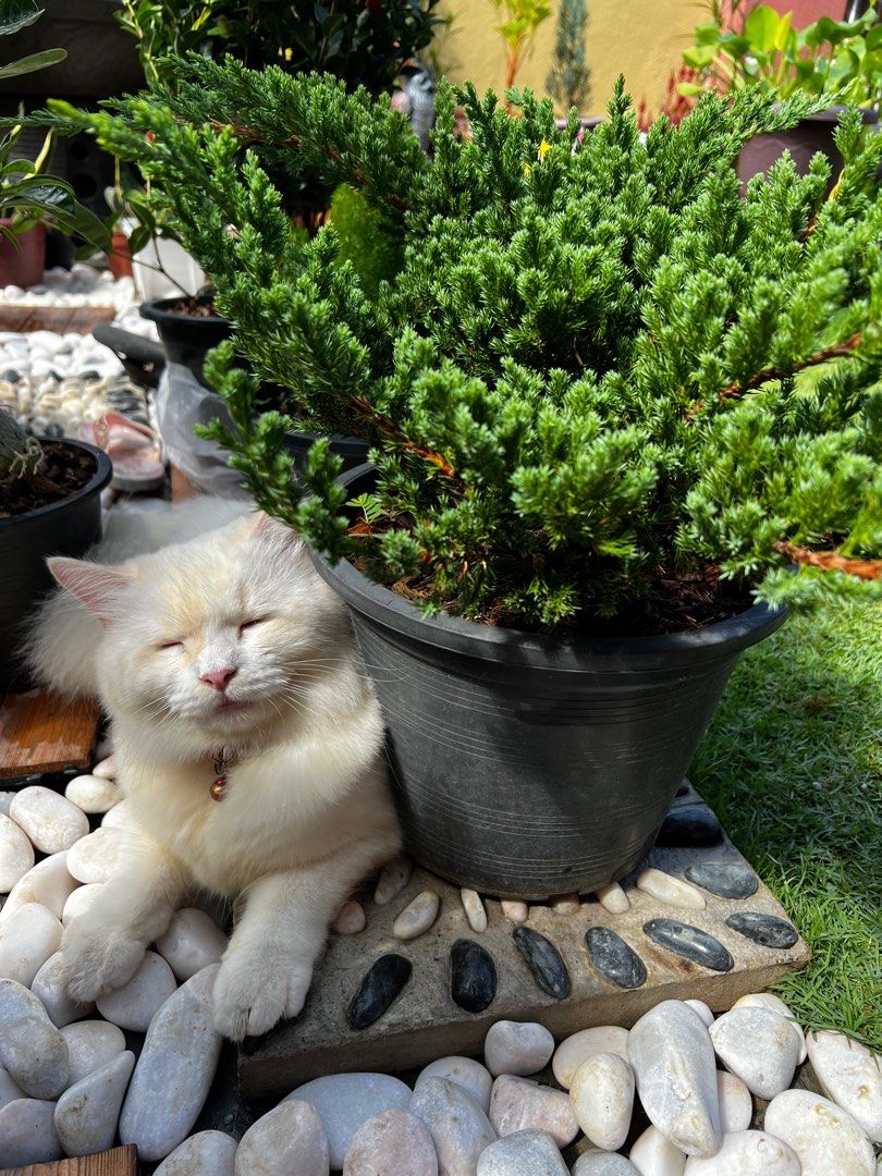 Dwarf Japanese Juniper Bonsai, Furniture & Home Living, Gardening ...