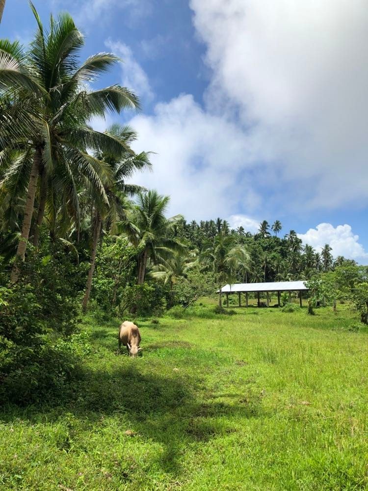 Agricultural Land - Cattle and Coconut Farm, Property, For Sale, Lot on ...