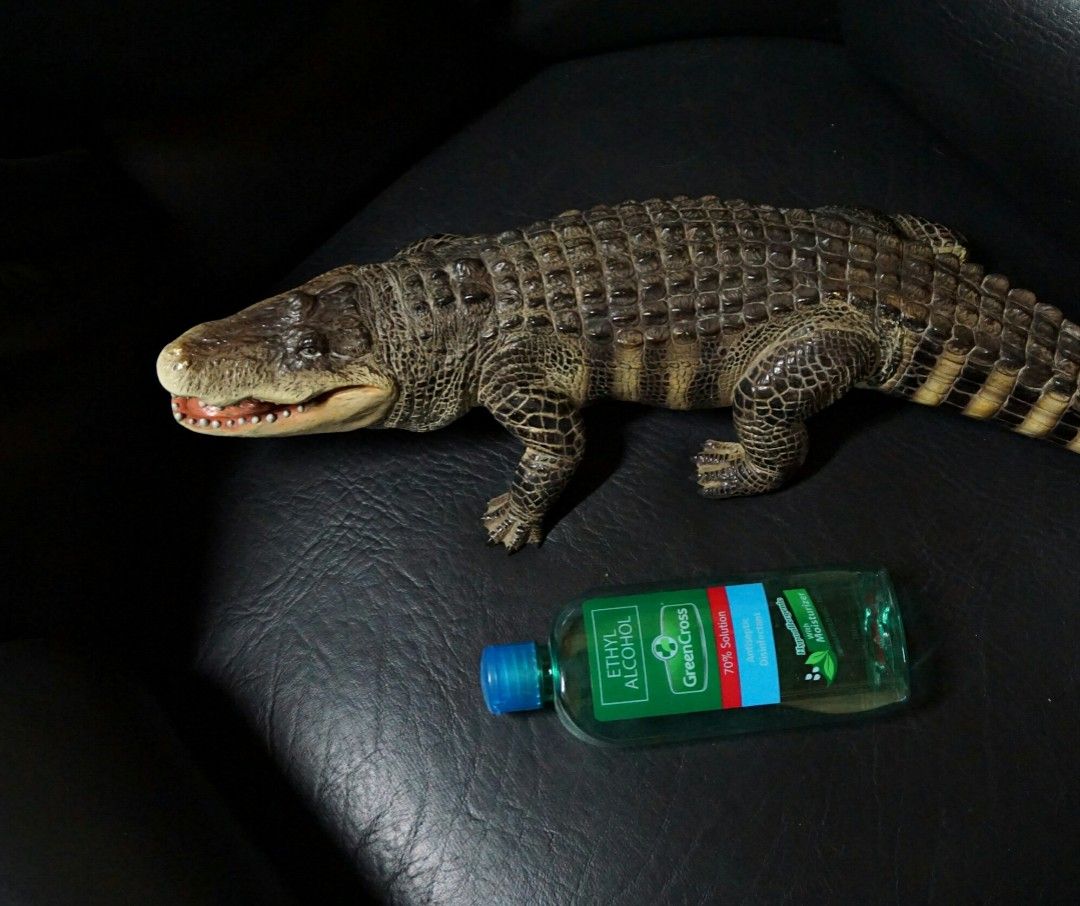 Big Alligator Figure Display, Hobbies & Toys, Toys & Games on Carousell