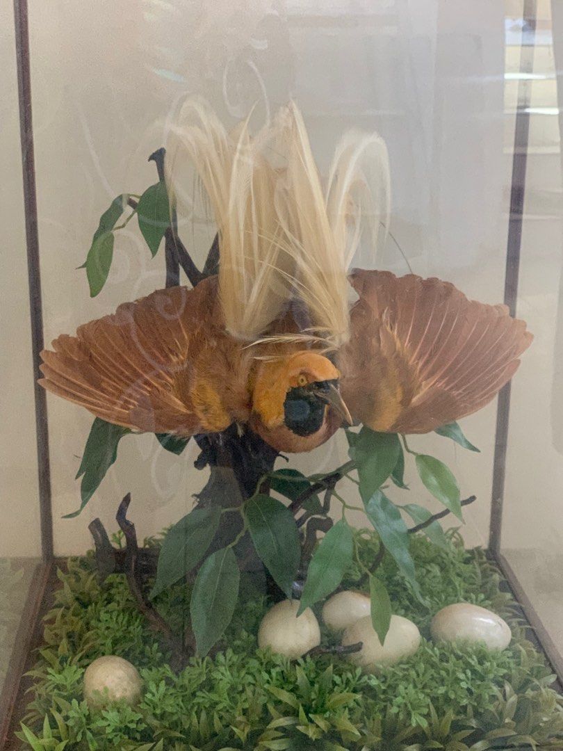 Burung Cendrawasih Asli Awetan (Pajangan), Antik, Furnitur di Carousell