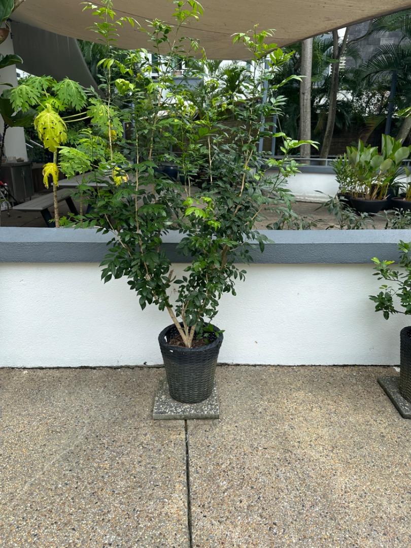 Murraya paniculata, Furniture & Home Living, Gardening, Pots & Planters ...