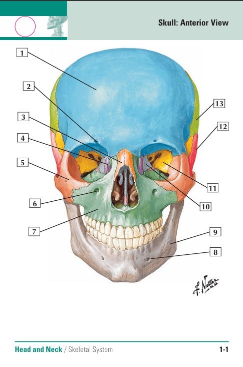 [PDF] Netter's Anatomy Flash Cards 5th Edition, Hobbies & Toys, Books ...
