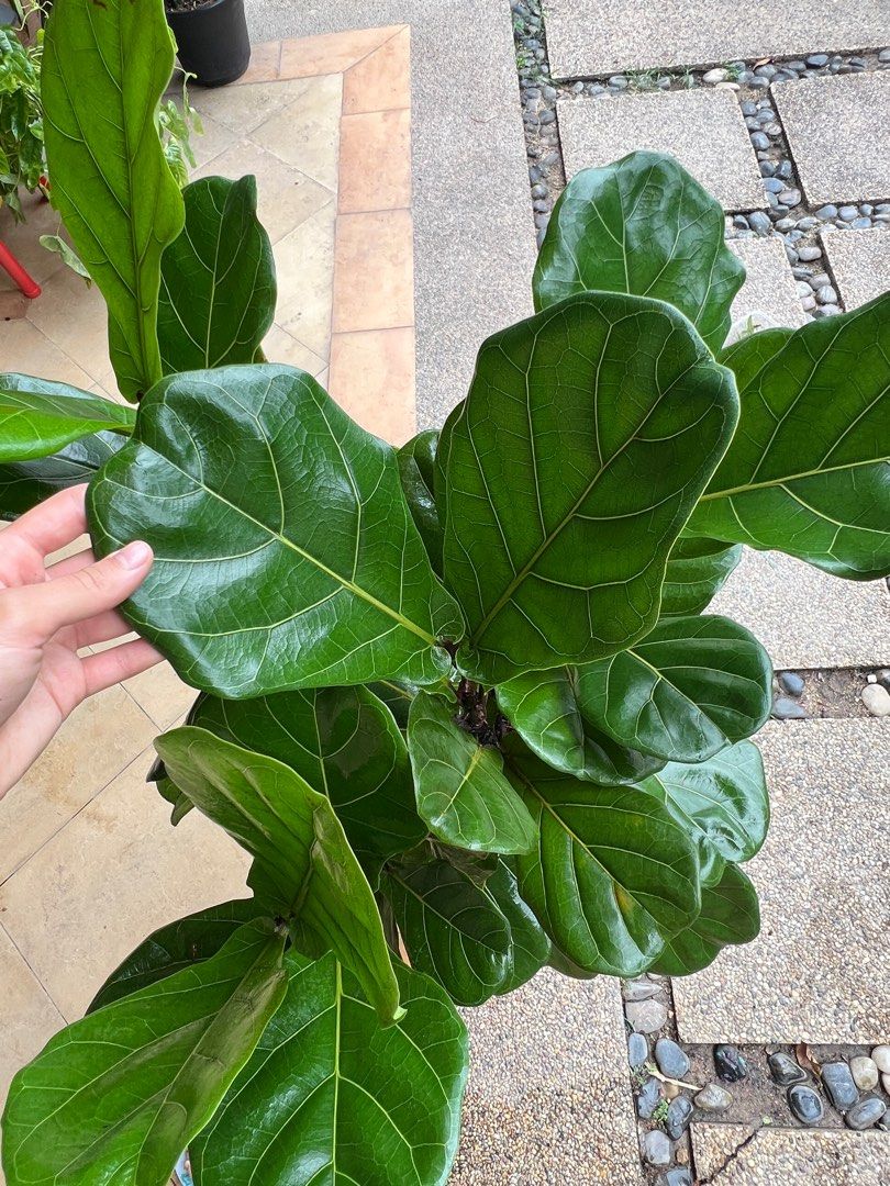 fiddle fig tree/ pokok/ big tree / plant in pot/ white pot / Fiddle ...