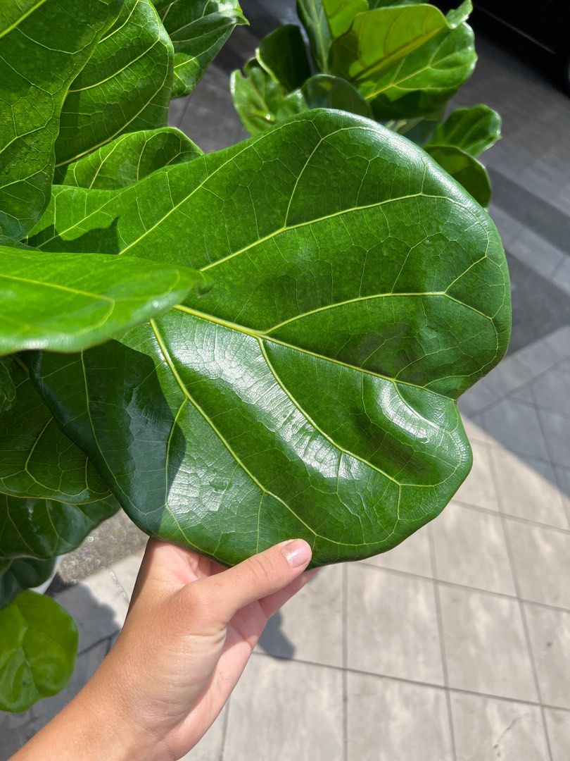 fiddle fig tree/ pokok/ big tree / plant in pot/ white pot / Fiddle ...