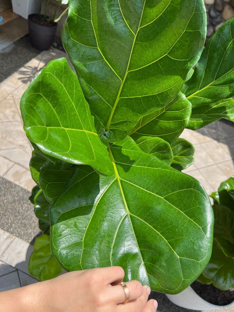 fiddle fig tree/ pokok/ big tree / plant in pot/ white pot / Fiddle ...