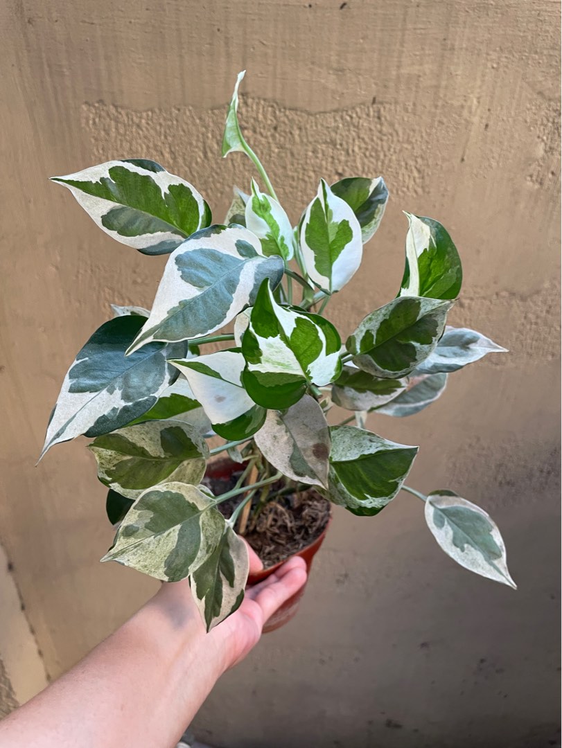 FOR SALE Lush Njoy Pothos for Table Centerpiece Ready to Display ...