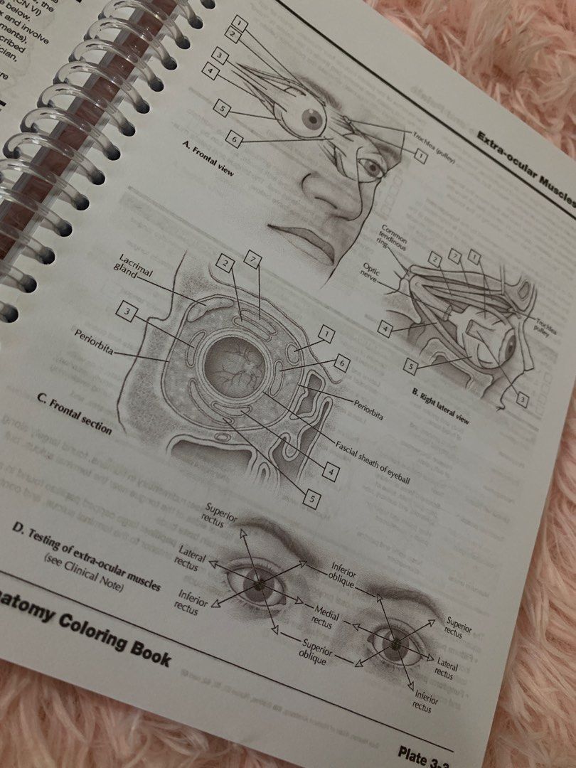 Netter’s Anatomy Coloring Book, Hobbies & Toys, Books & Magazines ...