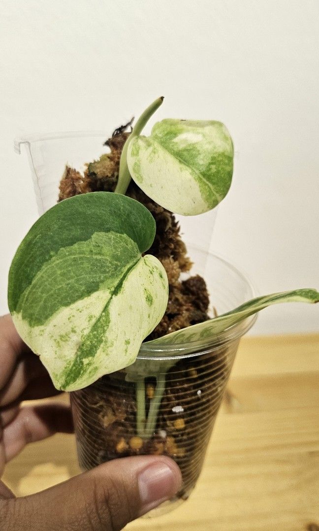 Scindapsus Mangurai, Furniture & Home Living, Gardening, Plants & Seeds ...