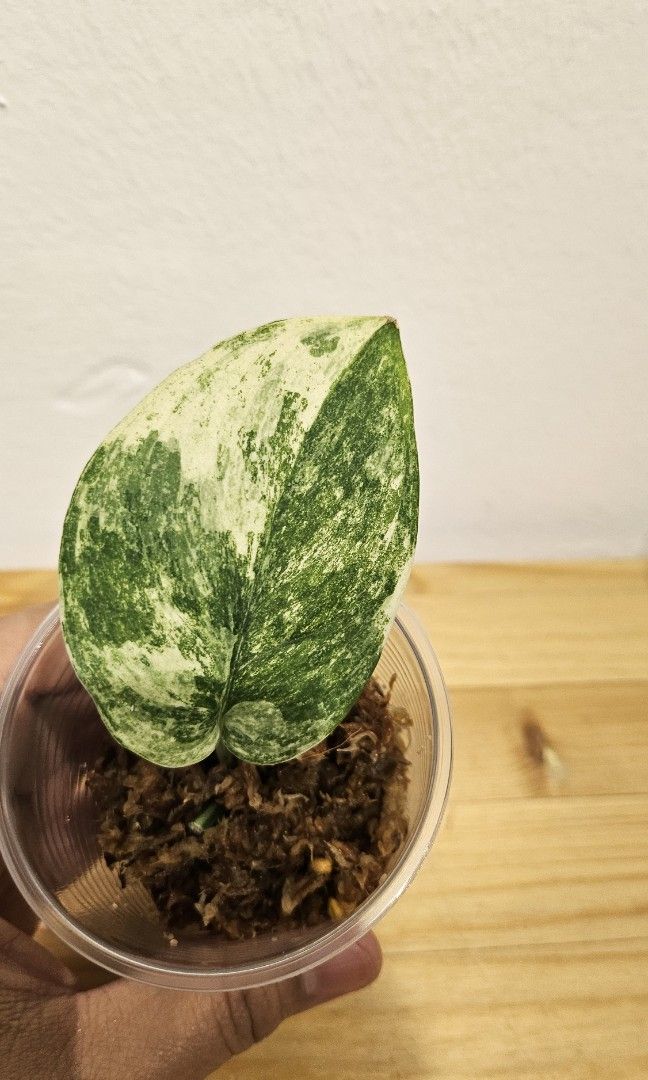 Scindapsus Mangurai, Furniture & Home Living, Gardening, Plants & Seeds ...